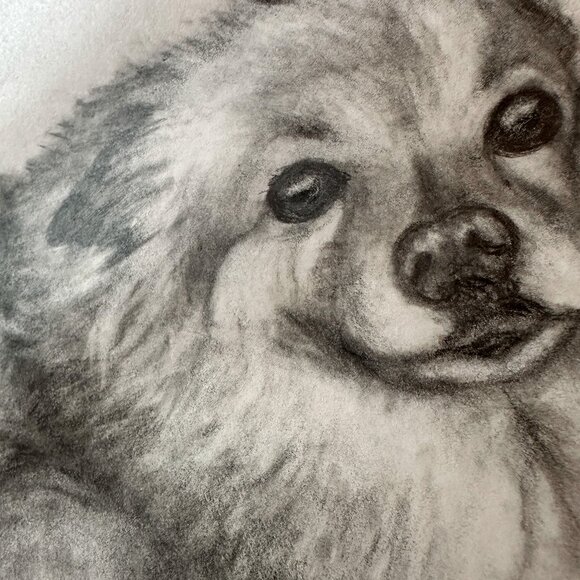 Art | Sketch Of A Pomeranian Dog Laying Down Pencil Art Drawing Picture ...